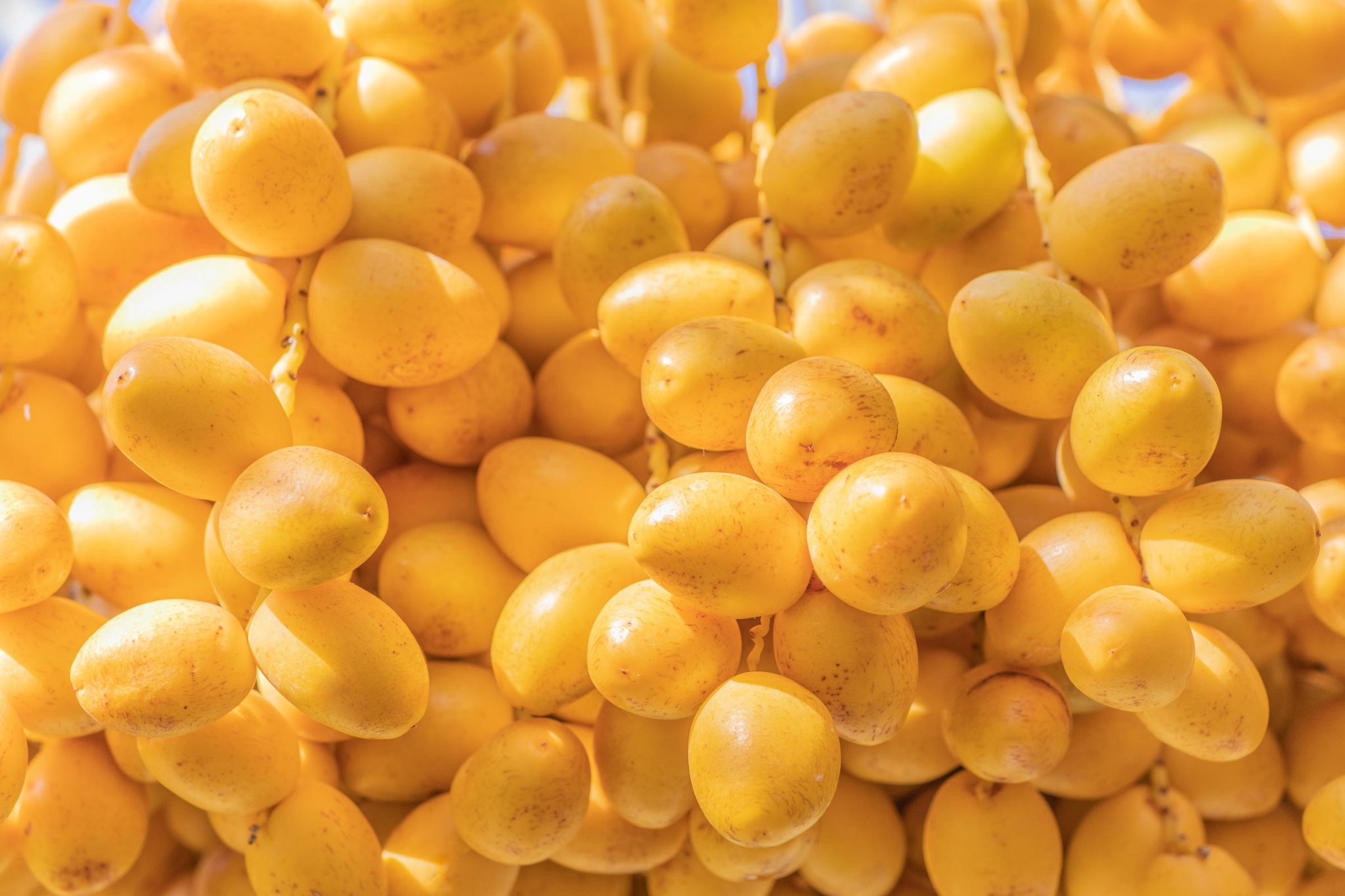 Pernah Coba 10 Jenis Kurma terbaik Ini? Kenali Yuk Manfaatnya!